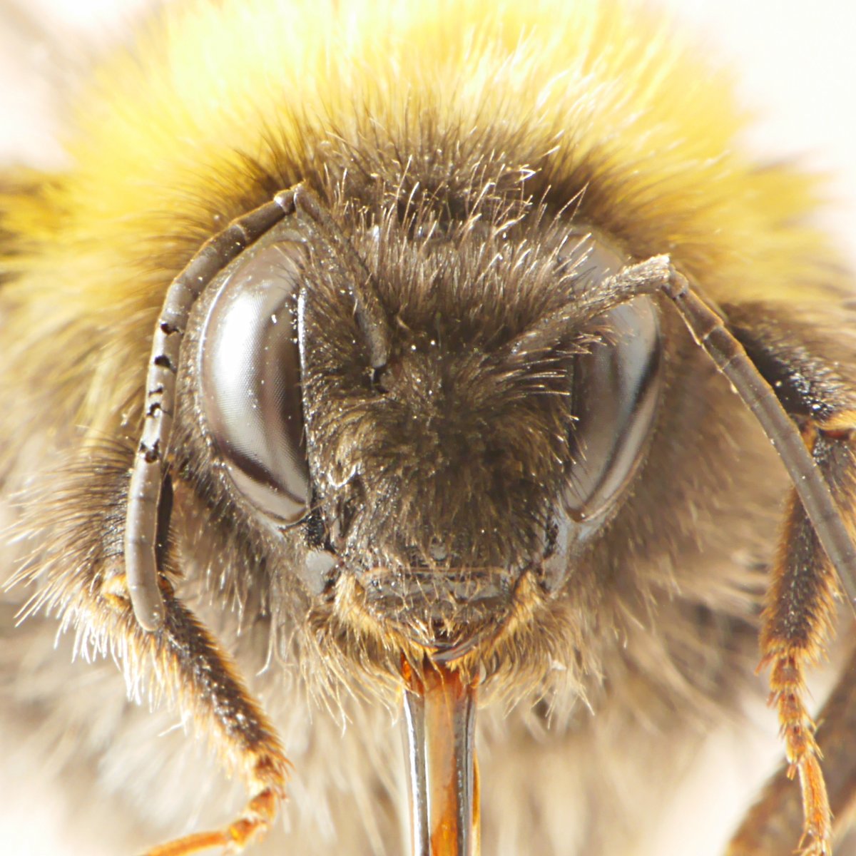 Réf. 167780 — INSECTA > Hymenoptera > Apidae > Bombus (Bombus ...