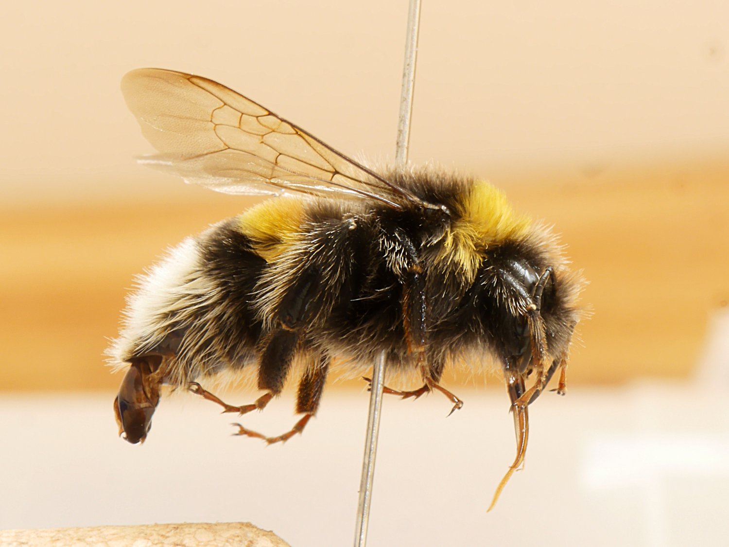 Réf. 167778 — INSECTA > Hymenoptera > Apidae > Bombus (Bombus ...
