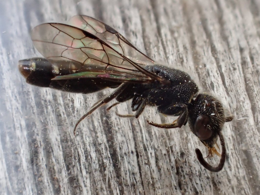 Réf. 167597 — INSECTA > Hymenoptera > Sapygidae > Sapygina decemguttata ...