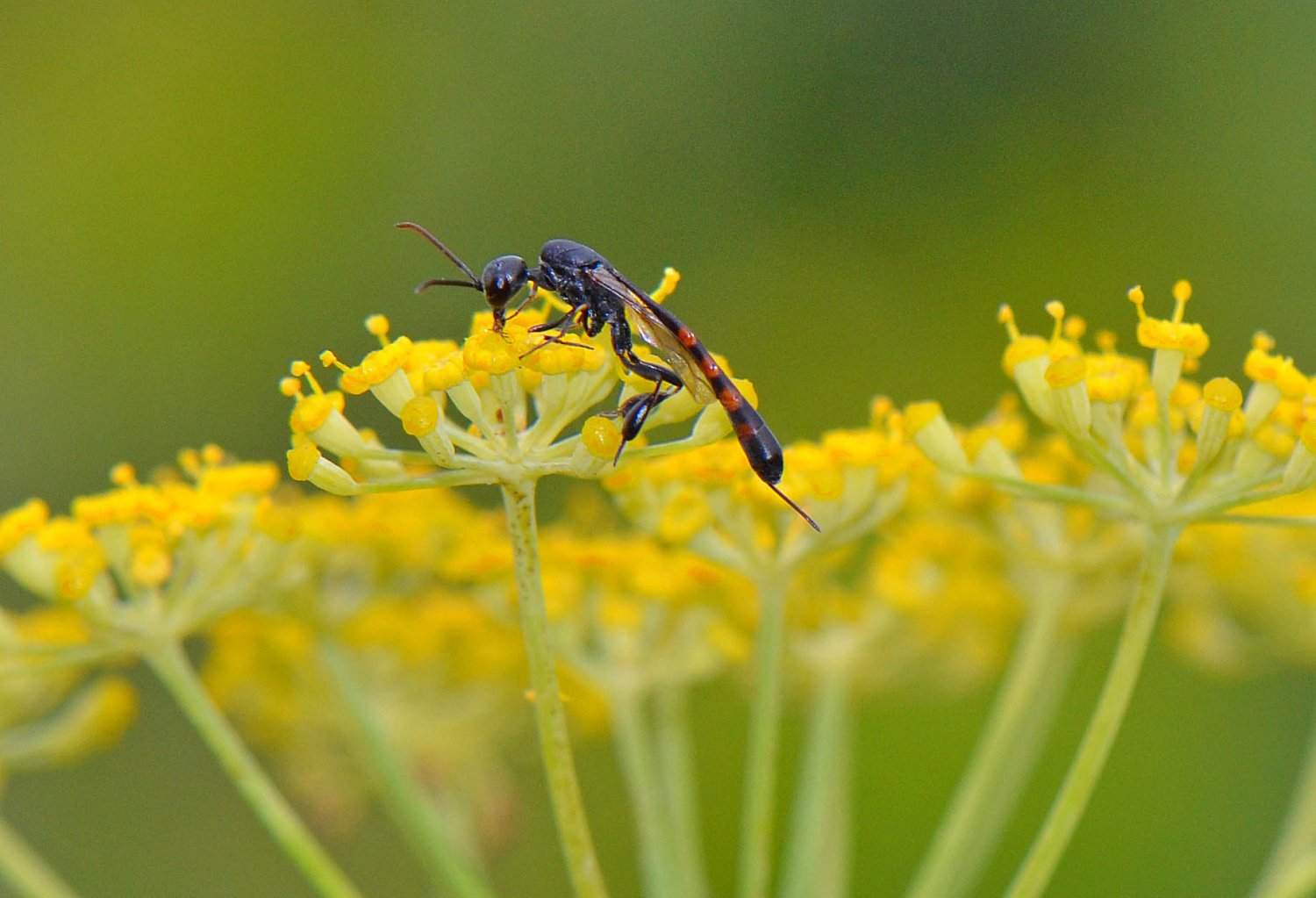 Gasteruption sp. (Insecta, Hymenoptera, Gasteruptiidae) - www.galerie ...