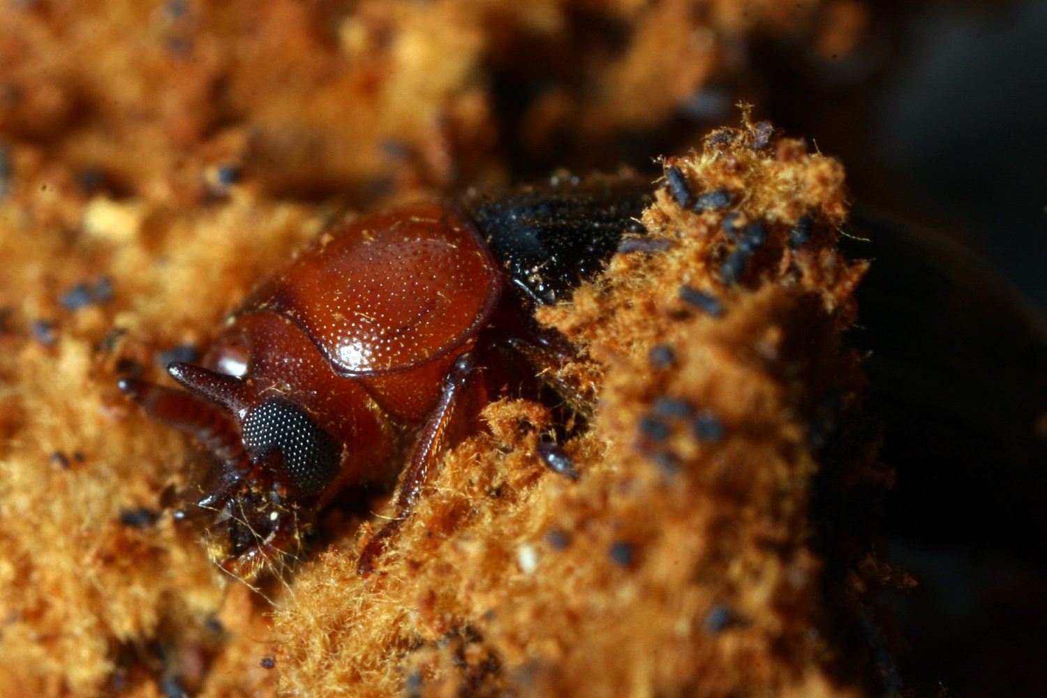 Réf. 168151 — INSECTA > Coleoptera > Tenebrionidae > Neomida ...