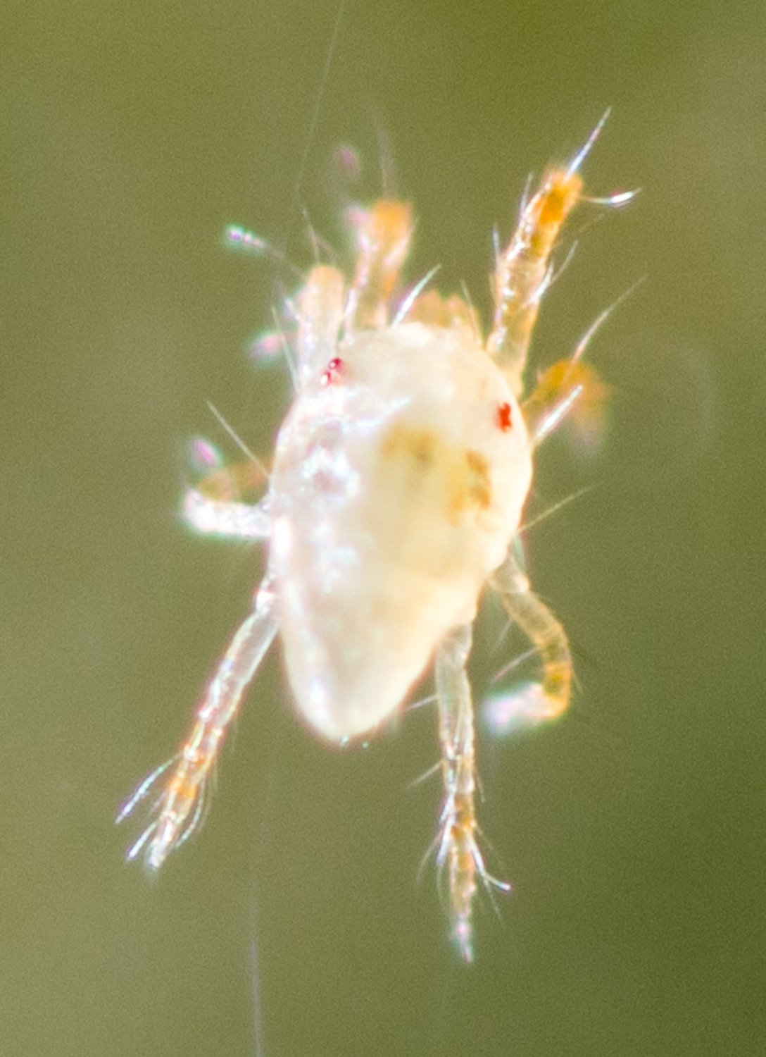 Réf. 169576 — ARACHNIDA > Prostigmata > Tetranychidae > Tetranychus ...