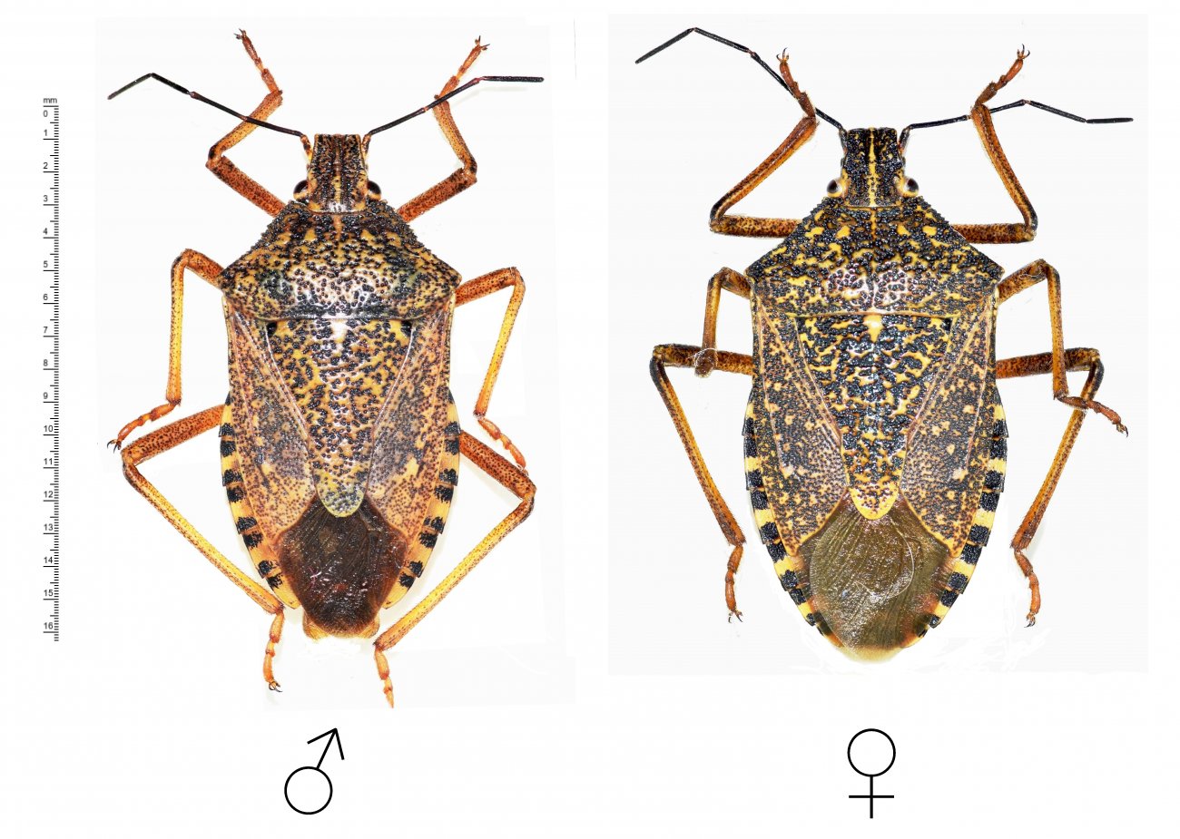 Réf. 169231 — INSECTA > Heteroptera > Pentatomidae > Apodiphus ...