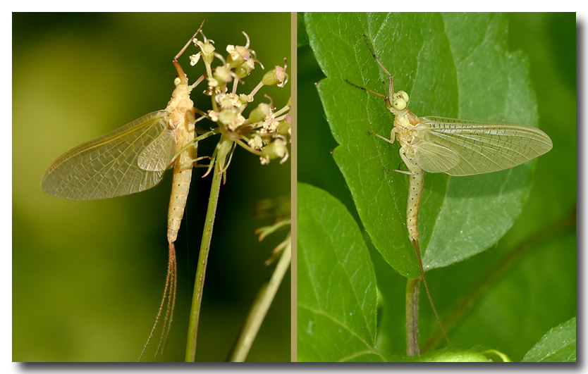 Réf. 169558 — INSECTA > Ephemeroptera > Potamanthidae > Potamanthus ...