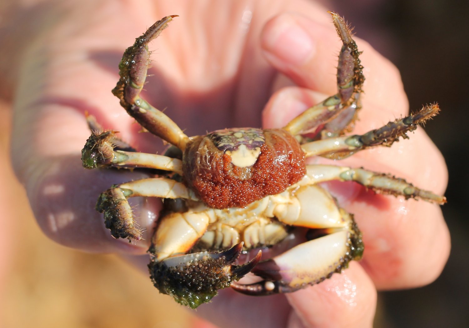 Réf. 169484 — CRUSTACEA > Decapoda > Eriphiidae > Eriphia verrucosa ...