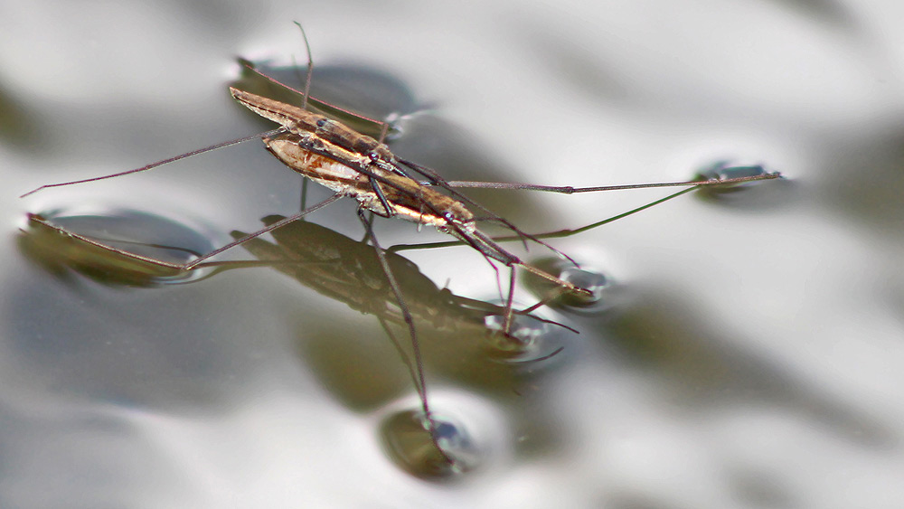 Réf. 169407 — INSECTA > Heteroptera > Gerridae > Aquarius najas - www ...