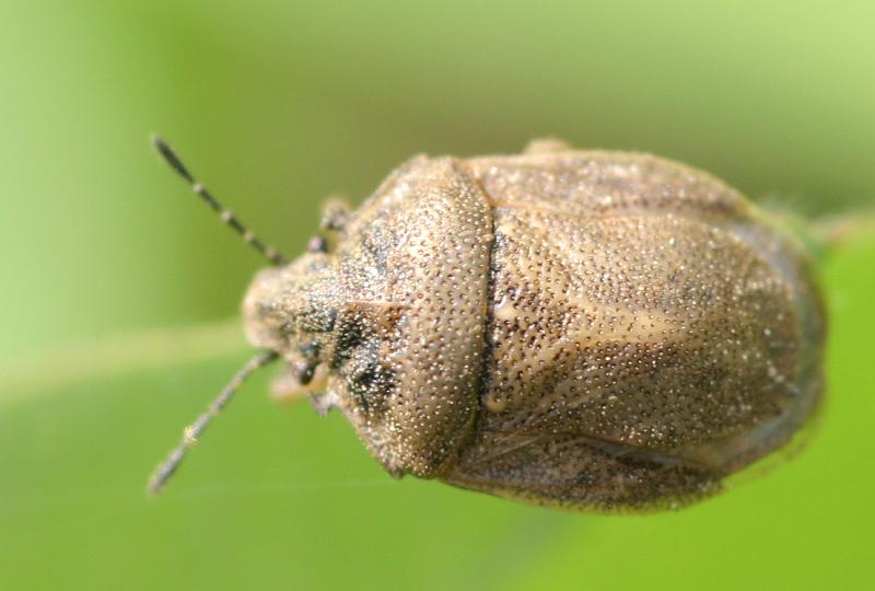 Réf. 17759 — INSECTA > Heteroptera > Pentatomidae > Podops (Podops ...
