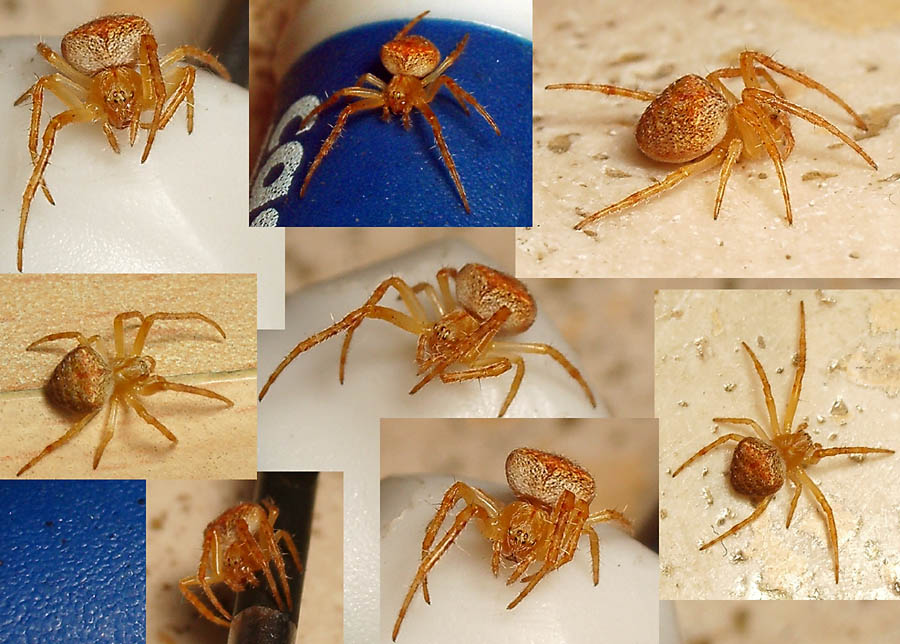 Réf. 17263 — ARACHNIDA > Araneae > Araneidae > Araneus sp. - www ...