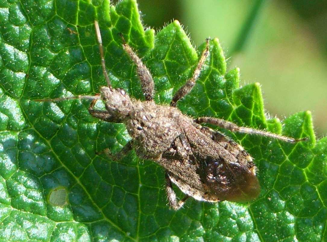 Réf. 17576 — INSECTA > Heteroptera > Reduviidae > Coranus (Coranus ...