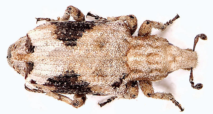 Réf. 17502 — INSECTA > Coleoptera > Curculionidae > Gronops (Gronops ...