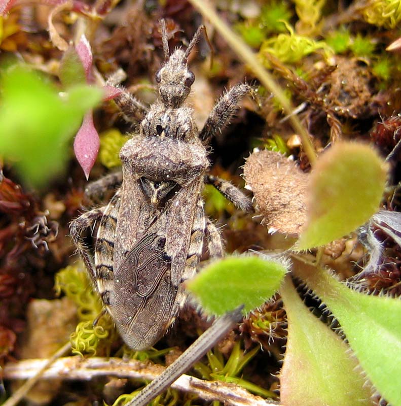Réf. 17799 — INSECTA > Heteroptera > Reduviidae > Coranus (Coranus ...