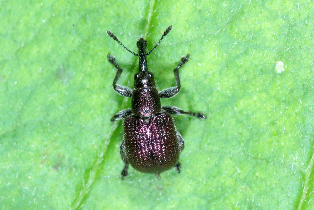 Réf. 170779 — INSECTA > Coleoptera > Attelabidae > Involvulus ...