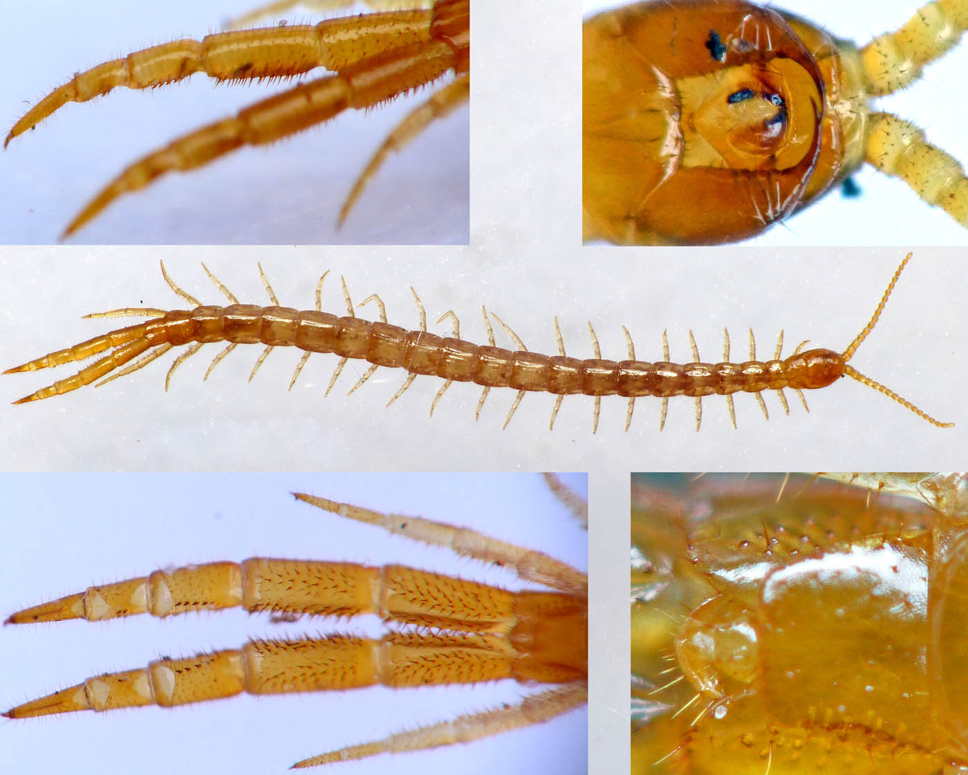 Réf. 170848 — CHILOPODA > Scolopendromorpha > Cryptopidae > Cryptops hortensis - www.galerie ...