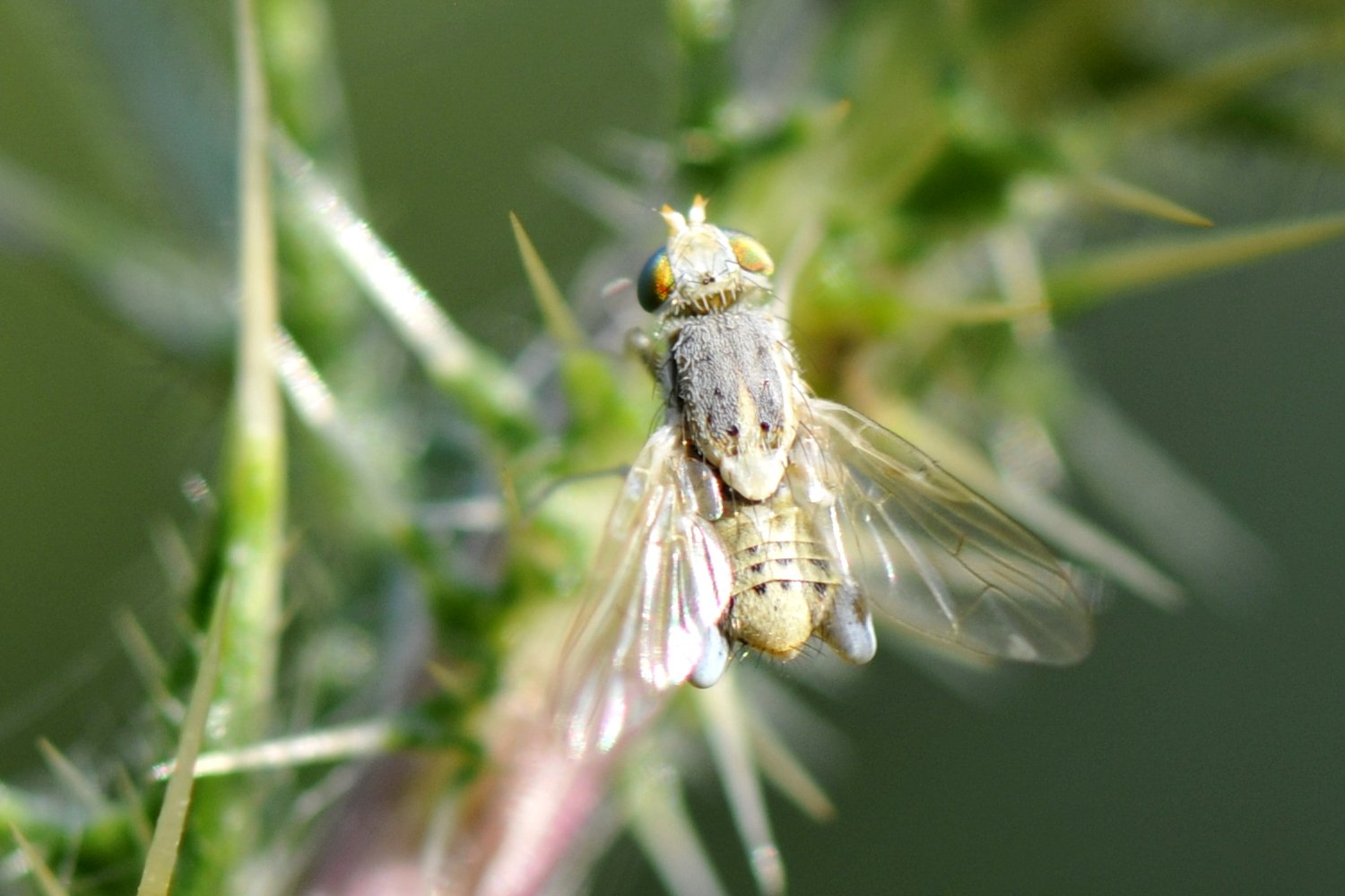 Réf. 170828 — INSECTA > Diptera > Tephritidae > Terellia (Terellia ...