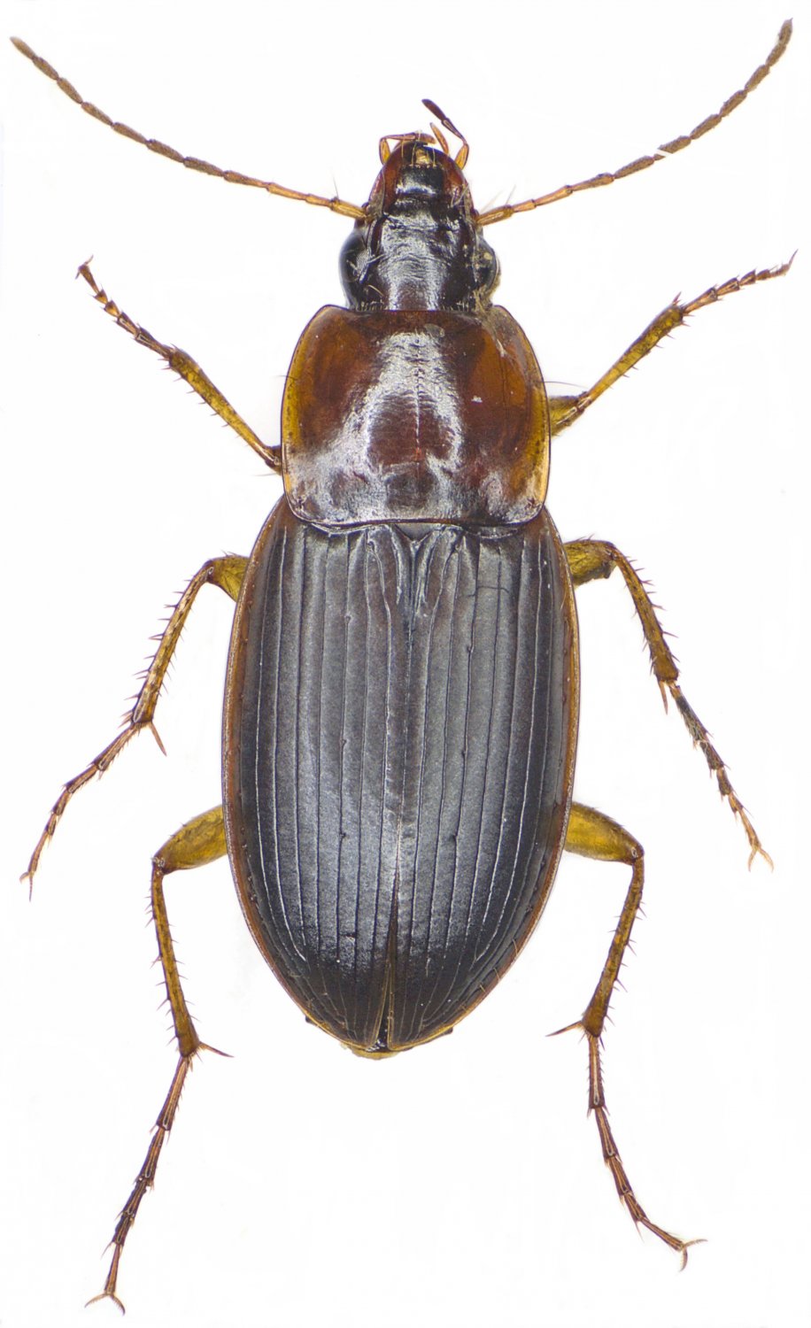 Réf. 171930 — INSECTA > Coleoptera > Carabidae > Calathus (Neocalathus ...
