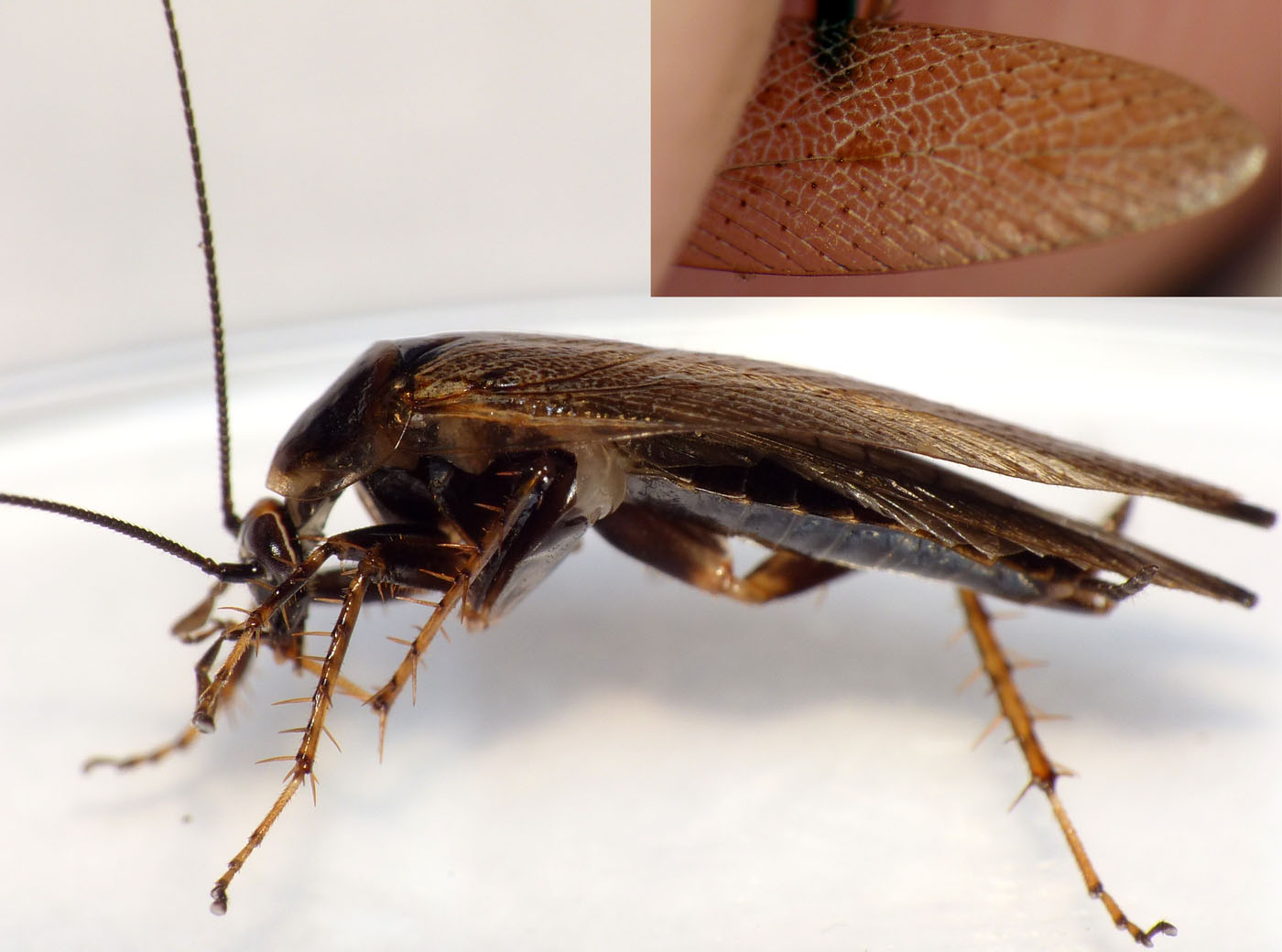 Réf. 171154 — INSECTA > Dictyoptera > Ectobiidae > Ectobius (Ectobius ...