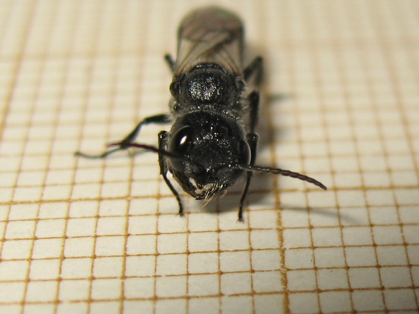 Réf. 171088 — INSECTA > Hymenoptera > Pemphredonidae > Pemphredon sp ...