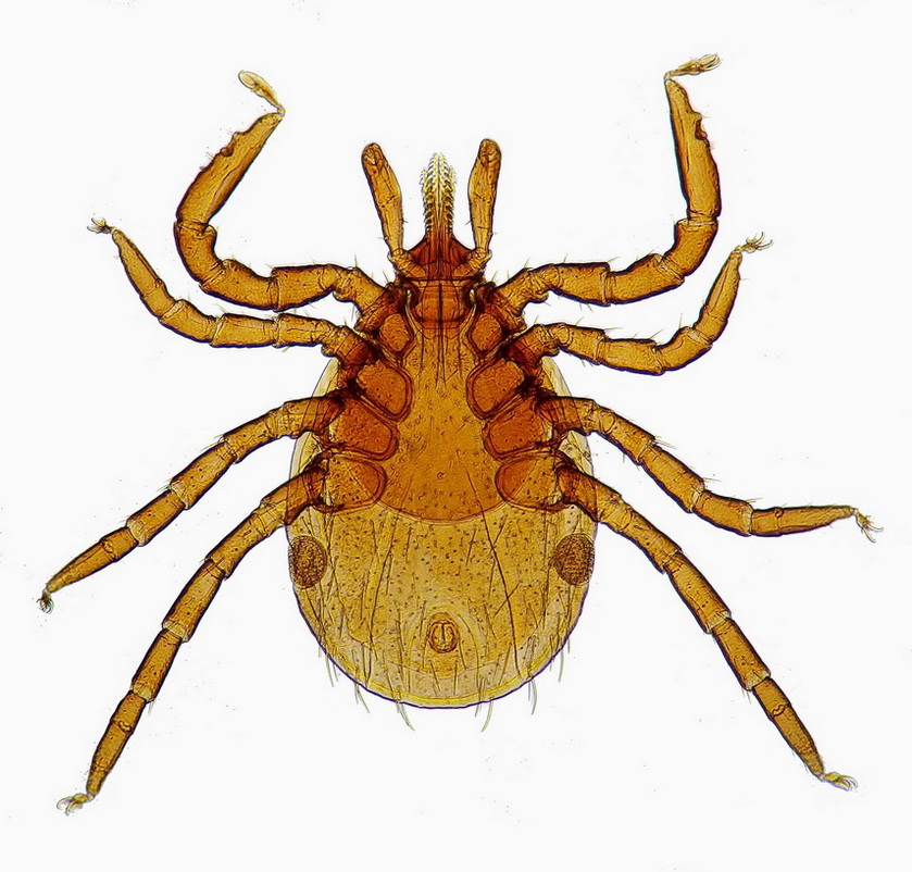 Réf. 171355 — ARACHNIDA > Ixodida > Ixodidae > Ixodes (Ixodes) ricinus ...