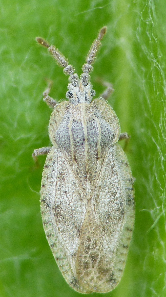 Tingis (Tingis) crispata (Insecta, Heteroptera, Tingidae) - www.galerie ...