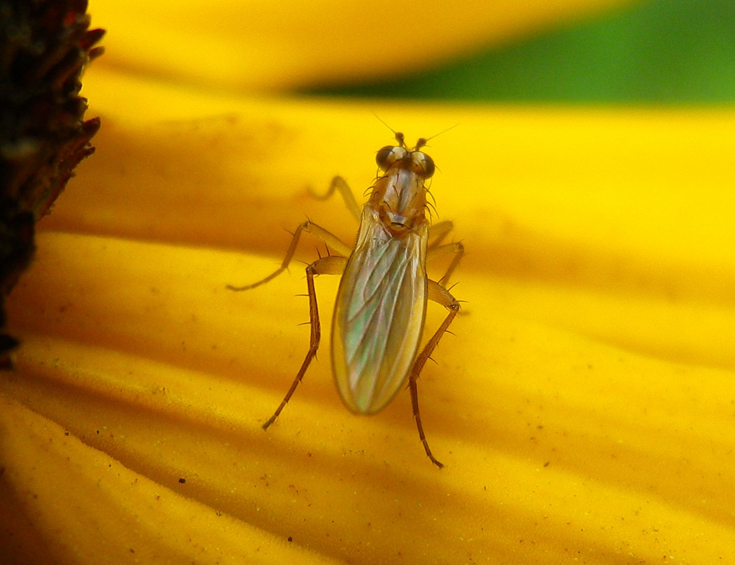 Réf. 171085 — INSECTA > Diptera > Lonchopteridae > Lonchoptera lutea ...
