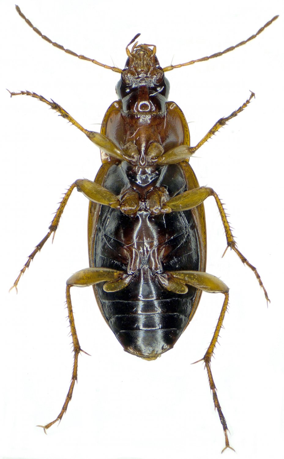 Réf. 172054 — INSECTA > Coleoptera > Carabidae > Calathus (Neocalathus ...