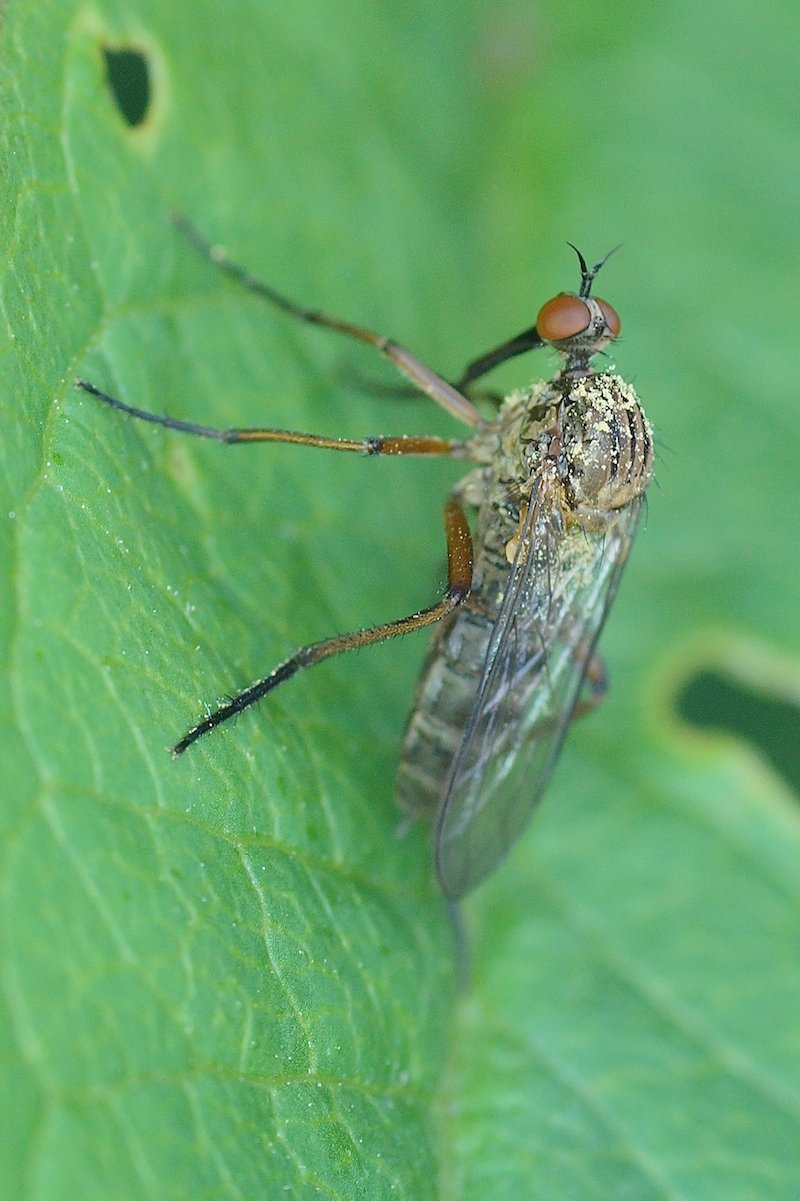 Réf. 172517 — INSECTA > Diptera > Empididae > Empis (Kritempis) livida ...