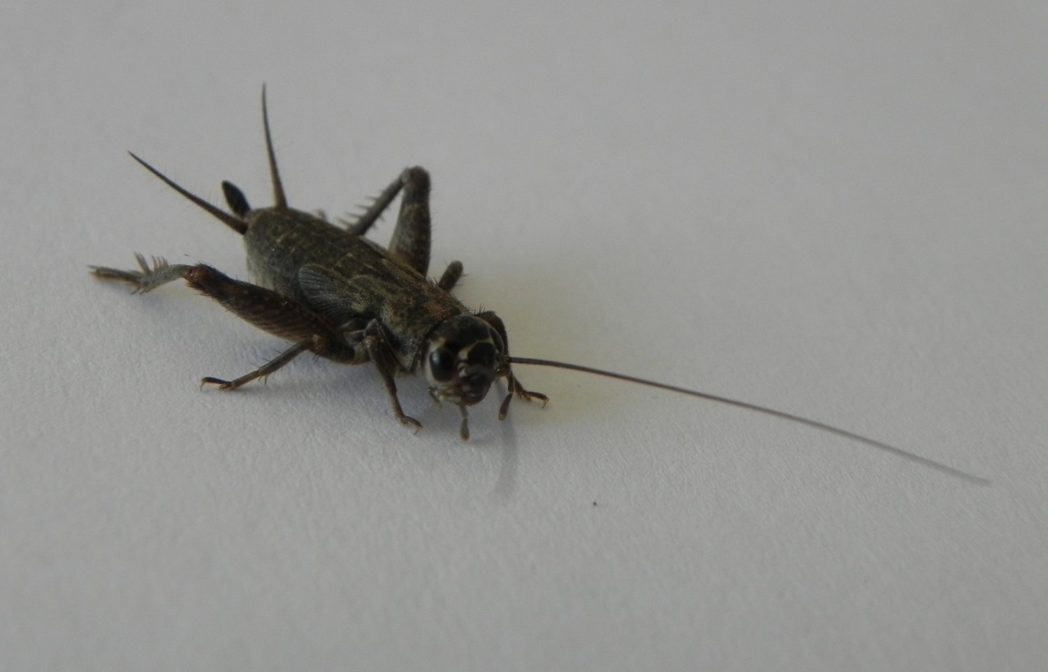 Réf. 172783 — INSECTA > Orthoptera > Gryllidae > Eumodicogryllus ...