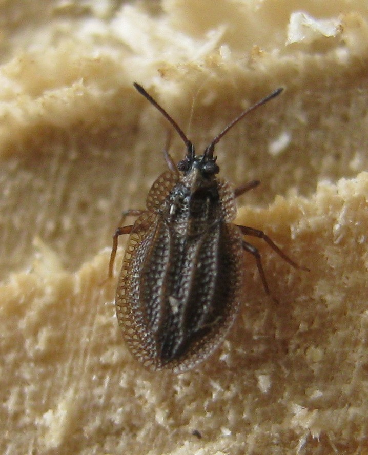 Réf. 172847 — INSECTA > Heteroptera > Tingidae > Acalypta sp. - www ...