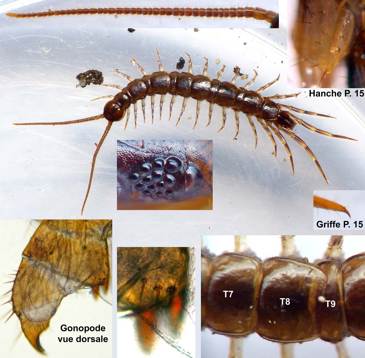 Réf. 172997 — CHILOPODA > Lithobiomorpha > Lithobiidae > Lithobius ...