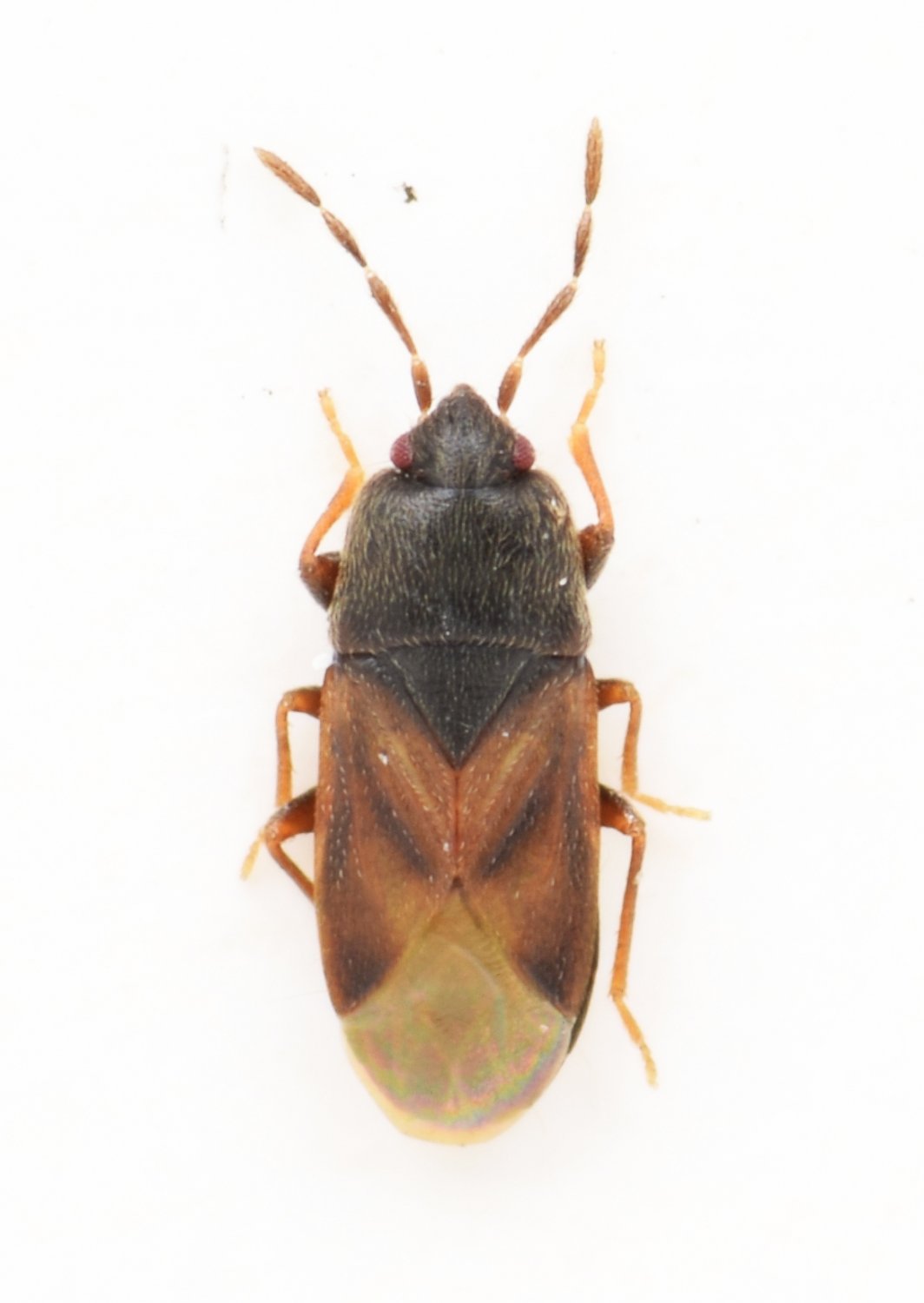 Réf. 172232 — INSECTA > Heteroptera > Rhyparochromidae > Plinthisus ...