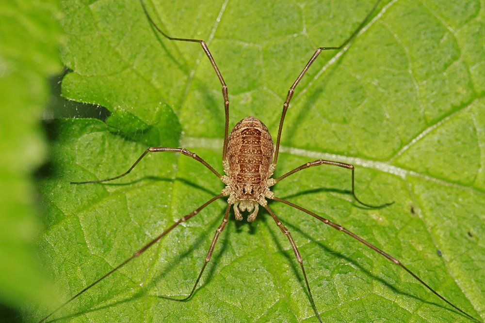 Réf. 172638 — ARACHNIDA > Opiliones > Phalangiidae > Rilaena ...