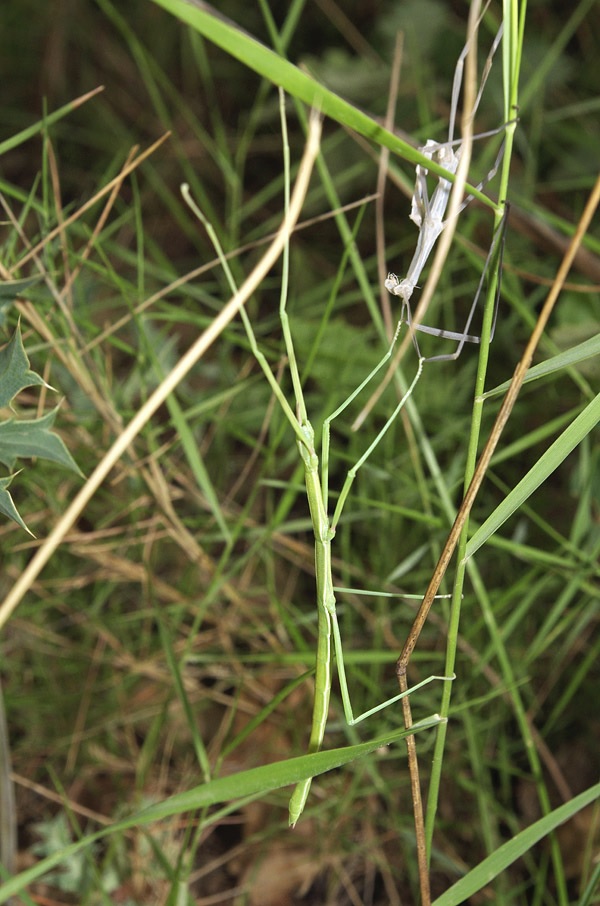 Réf. 173992 — INSECTA > Phasmatodea > Diapheromeridae > Pijnackeria ...