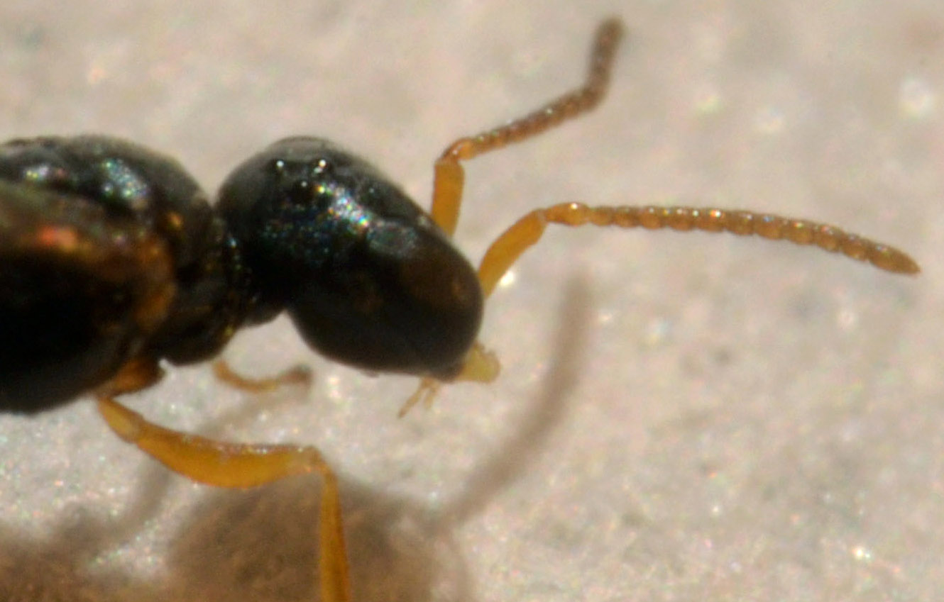 Réf. 173094 — INSECTA > Hymenoptera > Pemphredonidae > Spilomena ...