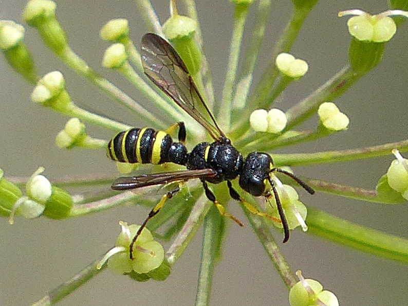 Réf. 173331 — INSECTA > Hymenoptera > Philanthidae > Cerceris ...