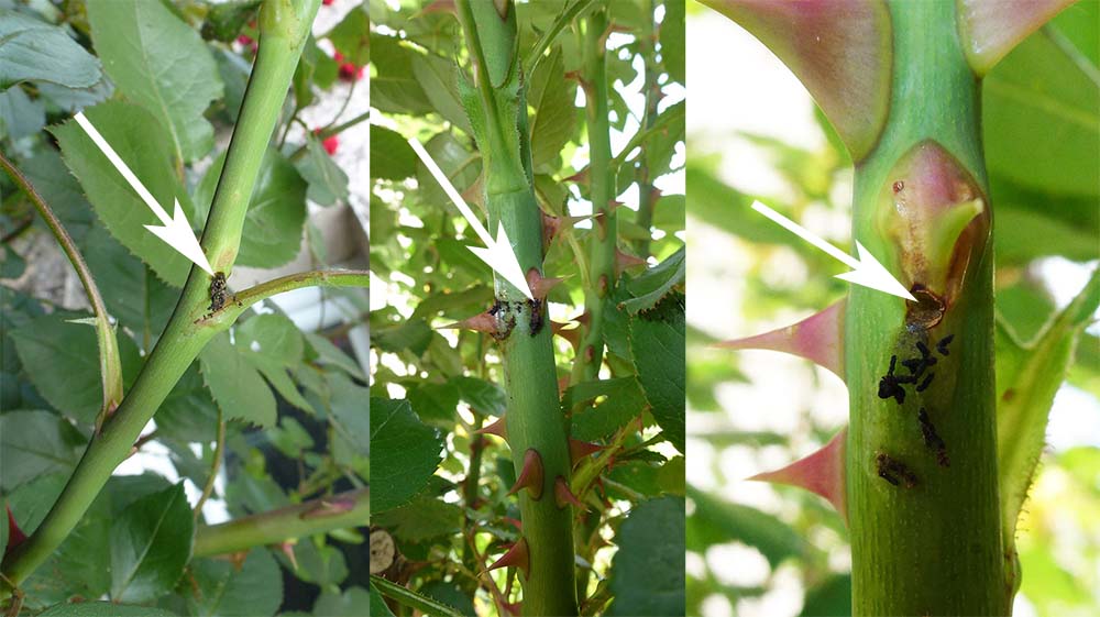 Réf. 173406 — INSECTA > Hymenoptera > Tenthredinidae > Cladardis ...