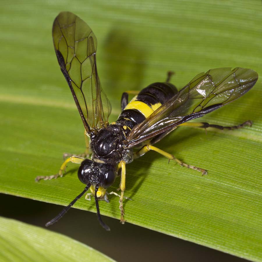 Réf. 174773 — INSECTA > Hymenoptera > Tenthredinidae > Tenthredo ...