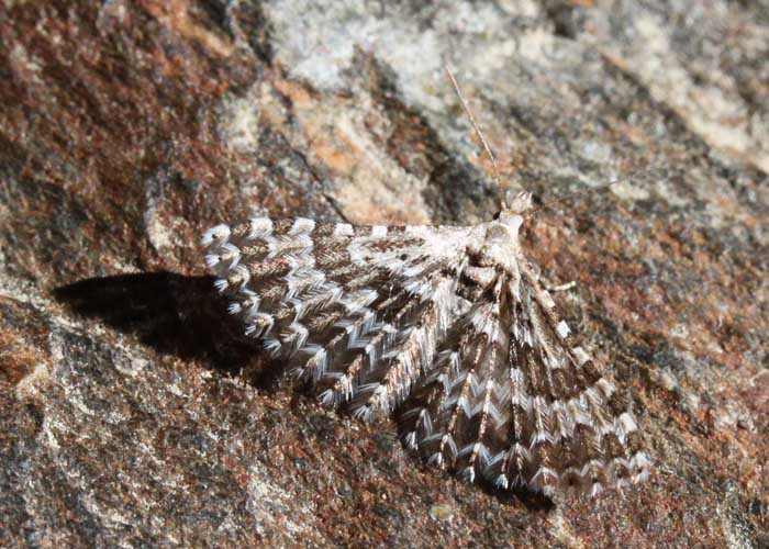 Réf. 174682 — INSECTA > Lepidoptera > Alucitidae > Alucita ...