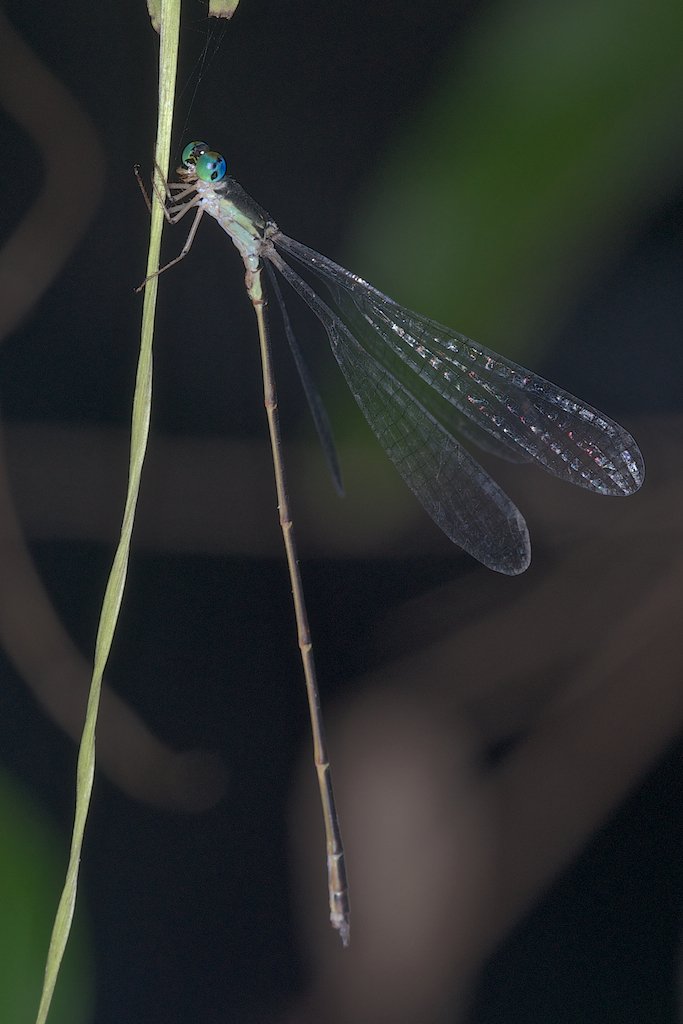 Réf. 174978 — INSECTA > Odonata > Platystictidae > Drepanosticta sp ...