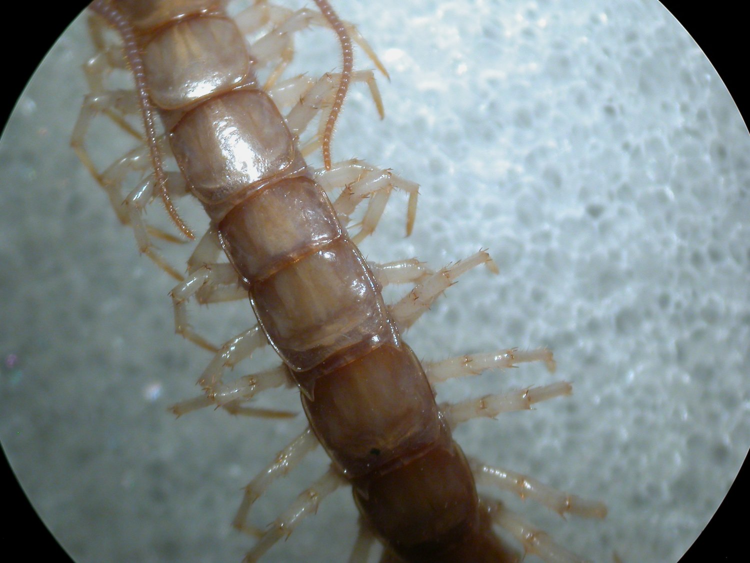 Lithobius (Lithobius) forficatus (Chilopoda, Lithobiomorpha ...