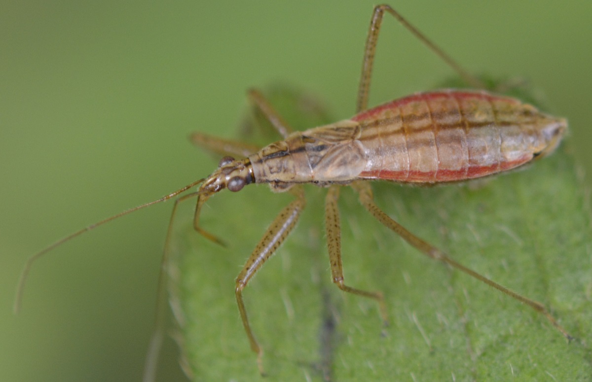 Réf. 174009 — INSECTA > Heteroptera > Nabidae > Nabis (Dolichonabis ...