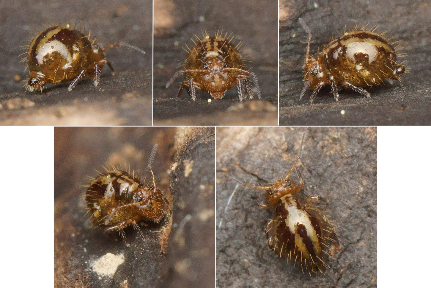 Réf. 174865 — ENTOGNATHA > Collembola > Sminthuridae > Allacma fusca ...