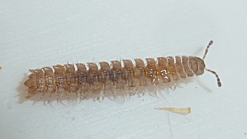 Réf. 174792 — DIPLOPODA > Polydesmida > Polydesmidae > Polydesmus sp ...