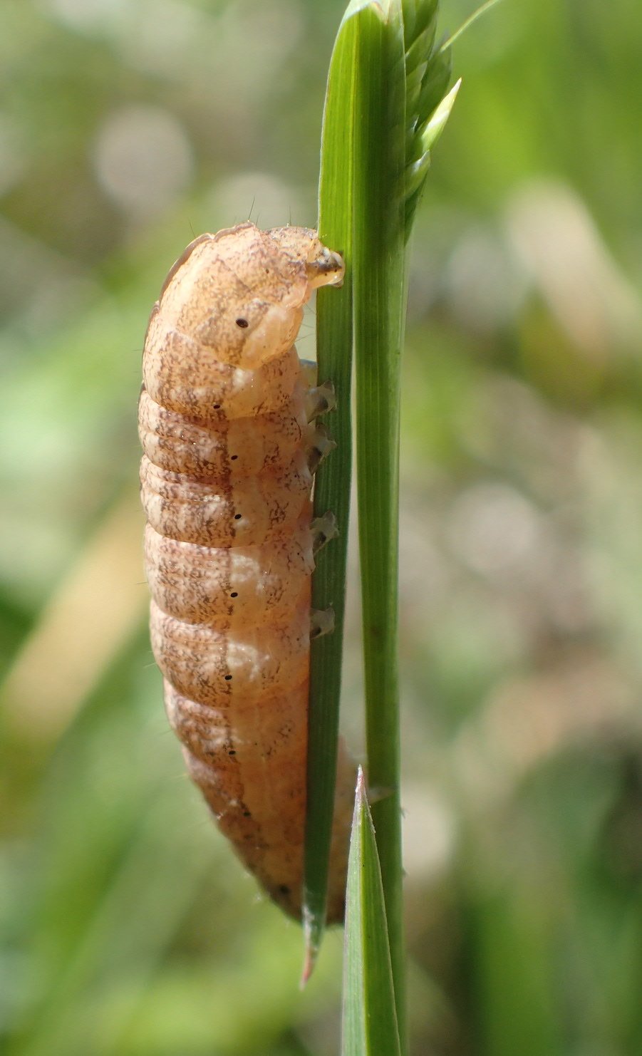 Réf. 174473 — INSECTA > Lepidoptera > Noctuidae > Mythimna (Anapoma ...