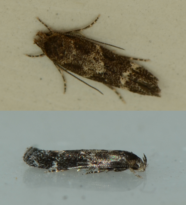 Réf. 174815 — INSECTA > Lepidoptera > Momphidae > Mompha (Mompha ...