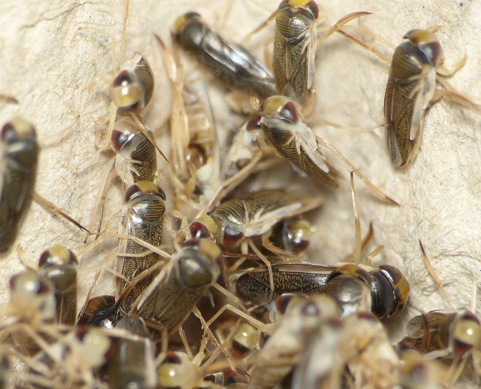 Réf. 174886 — INSECTA > Heteroptera > Corixidae > Sigara (Vermicorixa ...