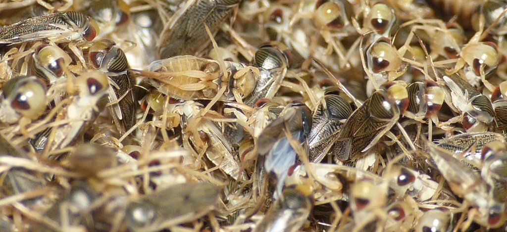 Réf. 174887 — INSECTA > Heteroptera > Corixidae > Sigara (Vermicorixa ...