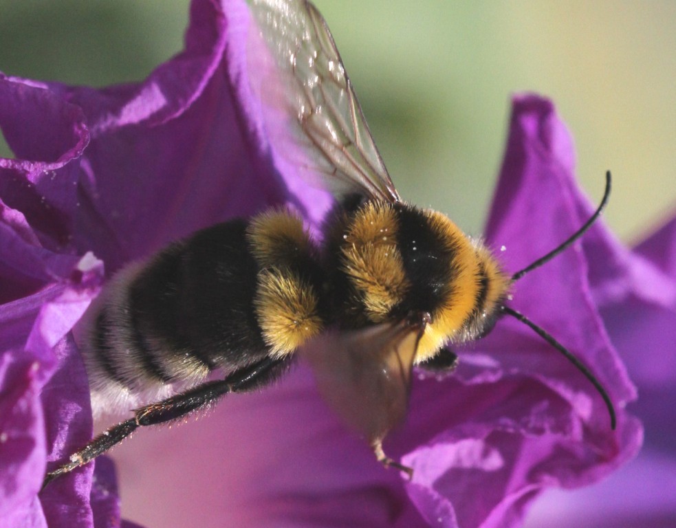 Réf. 175166 — INSECTA > Hymenoptera > Apidae > Bombus (Megabombus ...