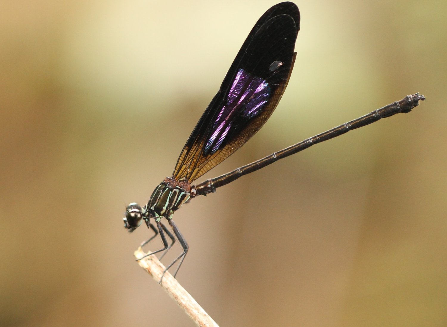 Réf. 175794 — INSECTA > Odonata > Chlorocyphidae > Rhinocypha sp. - www ...