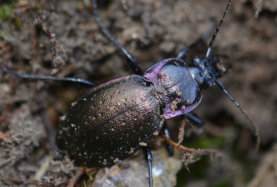 Réf. 175562 — INSECTA > Coleoptera > Carabidae > Carabus (Archicarabus ...