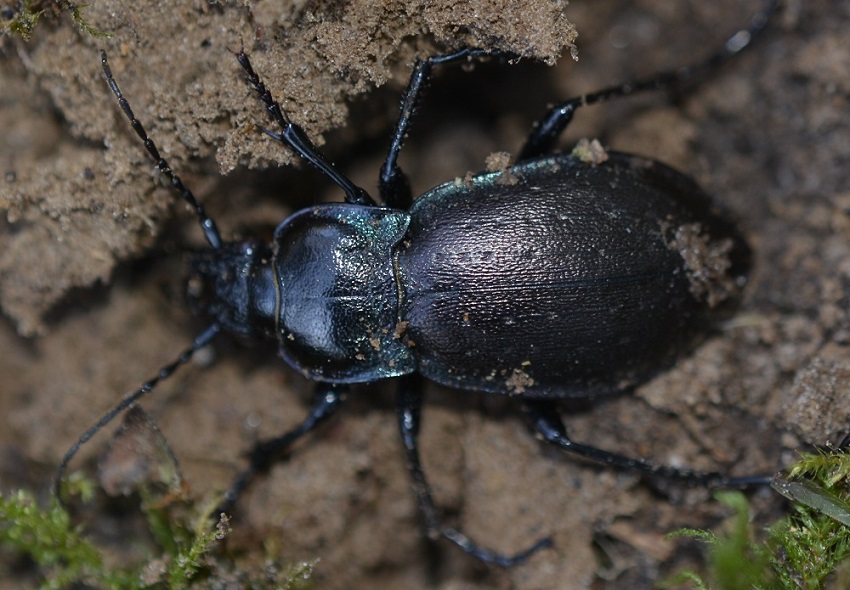 Réf. 175563 — INSECTA > Coleoptera > Carabidae > Carabus (Archicarabus ...